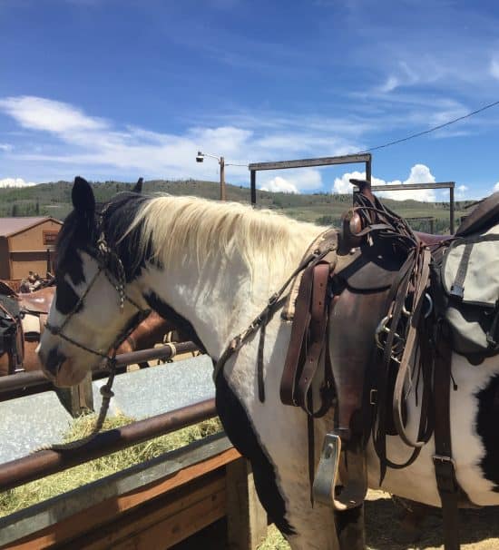 Check out C Lazy U Ranch's Horse of the Month | C Lazy U Ranch