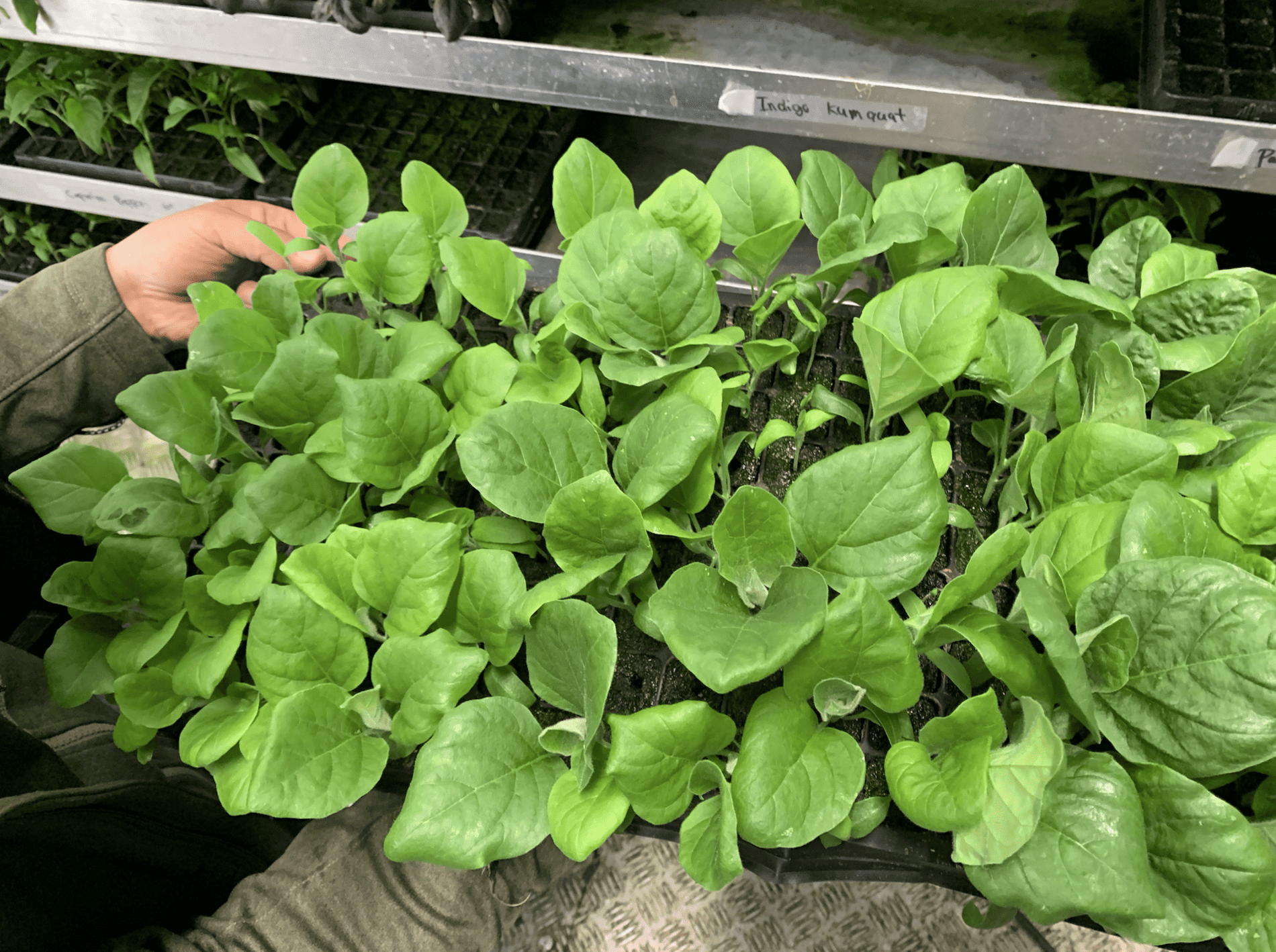 Farm-Fresh Meals, Grown On Our Dude Ranch | C Lazy U Ranch