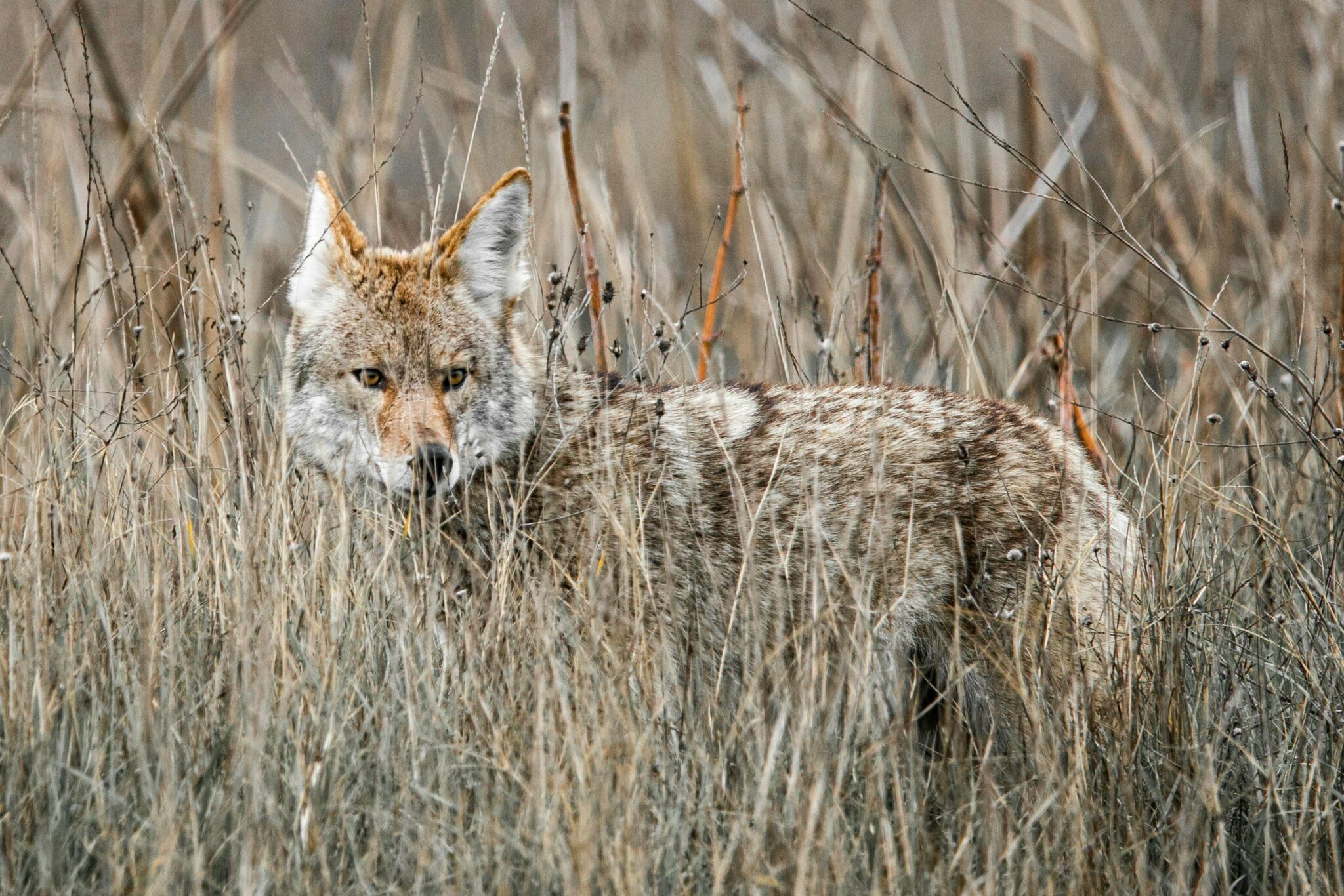 Colorado Wildlife to Watch for at C Lazy U Guest Ranch