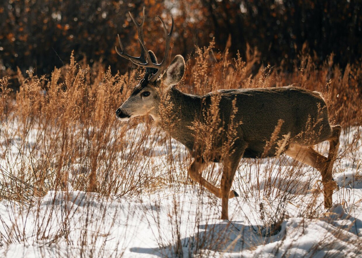 Colorado Wildlife to Watch for at C Lazy U Guest Ranch