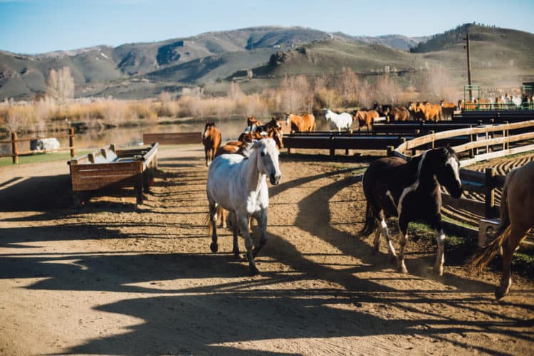 What To Expect On Your Summer Dude Ranch Vacation | C Lazy U Ranch
