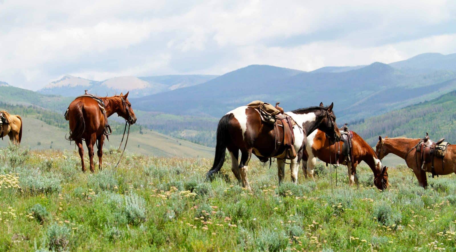 The Horse Program At Our Granby Dude Ranch | C Lazy U Ranch