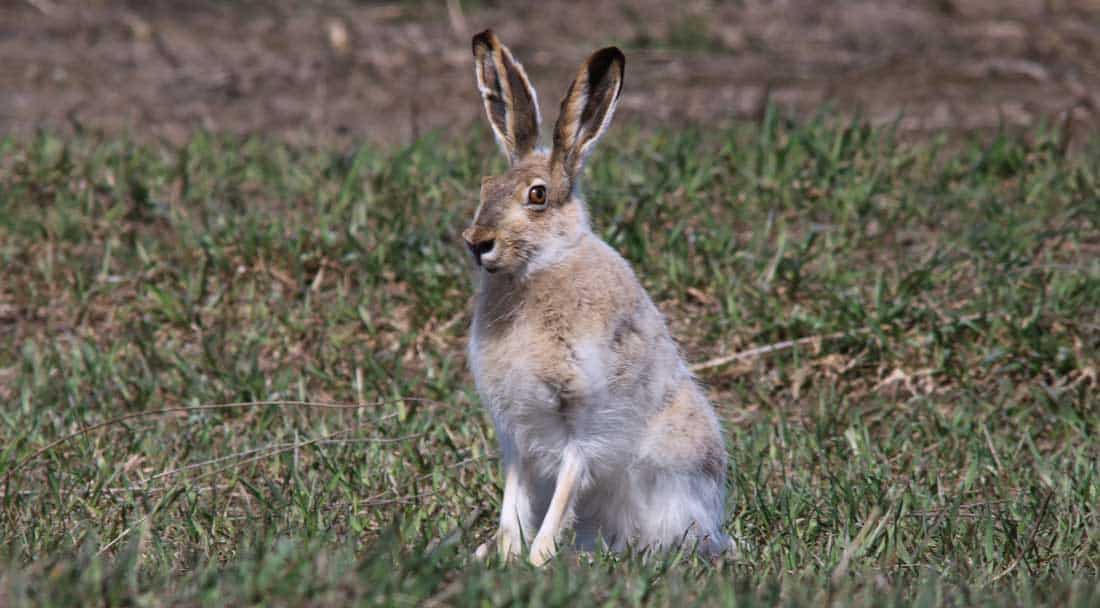 Colorado Local Flora & Fauna on the Dude Ranch | C Lazy U