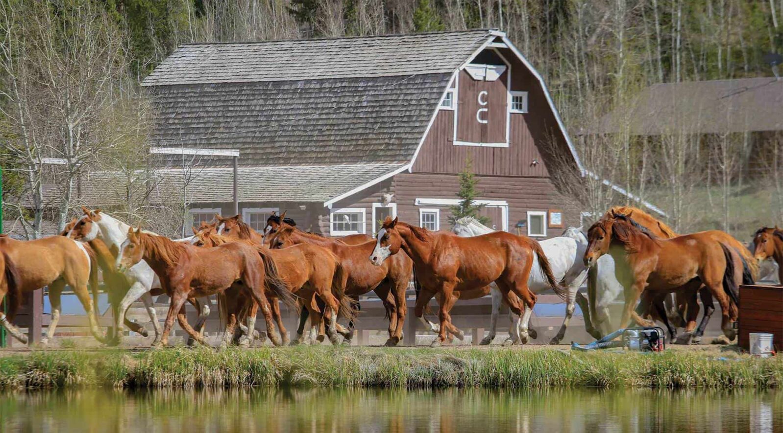 Raise the Barn at Our Premier Guest Ranch in Granby | C Lazy U Ranch