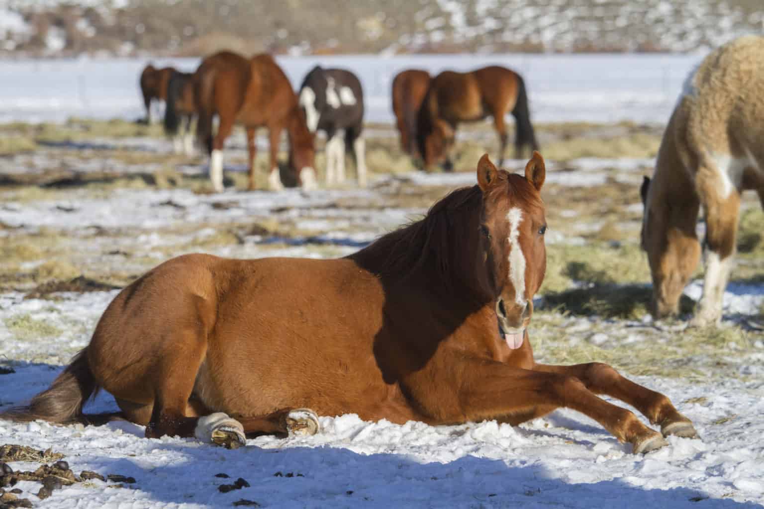 Winter Horseback Riding: What You Need To Know | C Lazy U Ranch